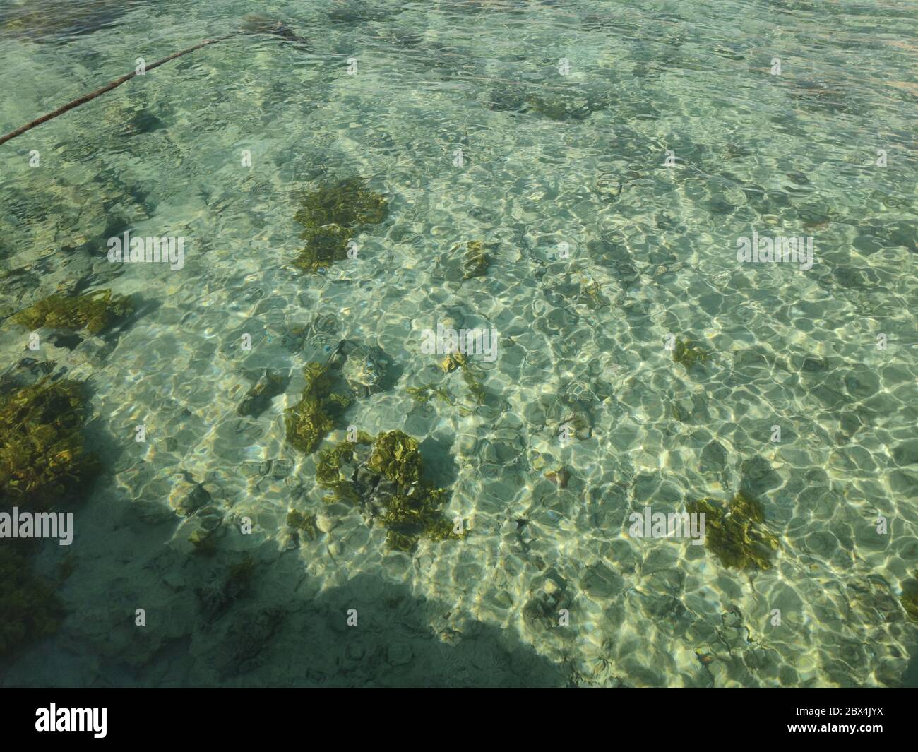 a clear sea water and corral under water Stock Photo - Alamy
