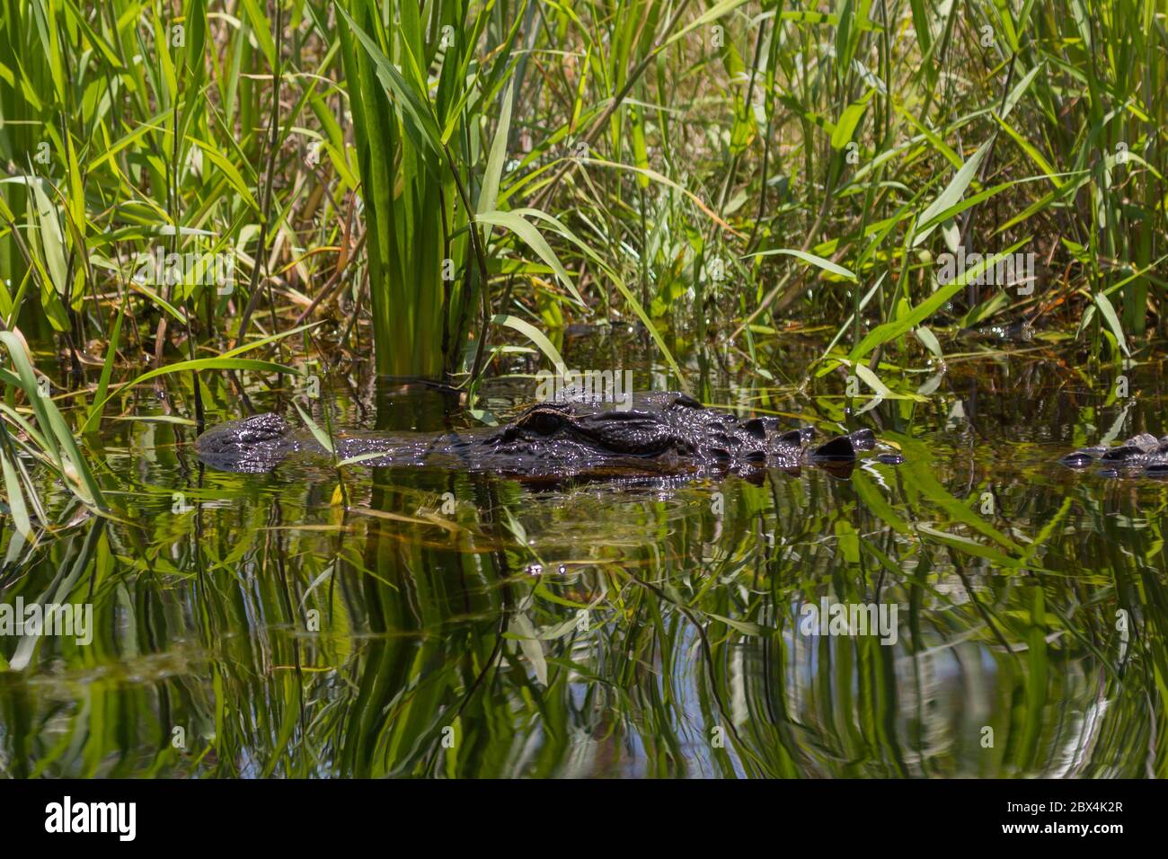 Alligator in Okefenokee Swamp, Charlton County, Georgia, USA Stock ...