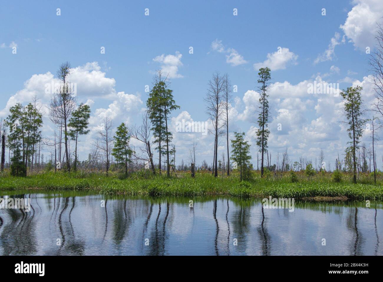 Okefenokee Swamp, Charlton County, Georgia, USA Stock Photo - Alamy