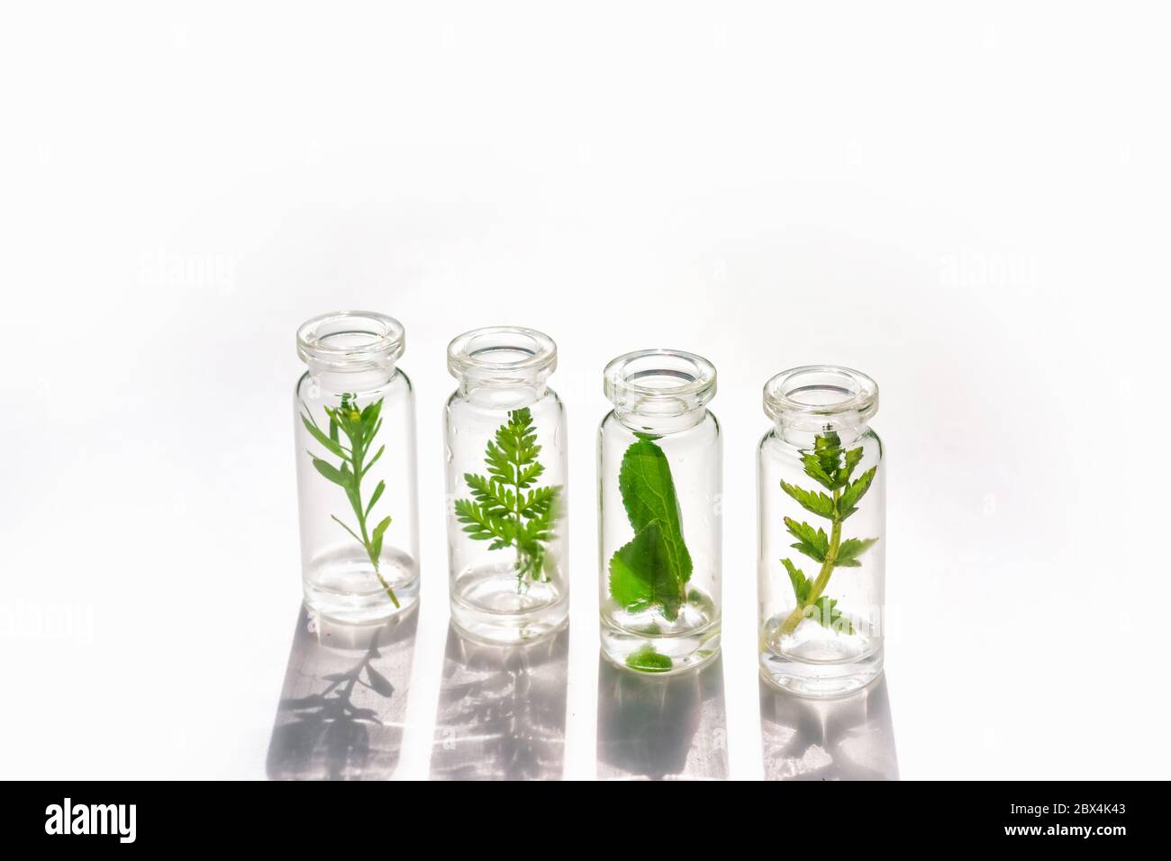 Medical herbs and plants in laboratory glass bottles on white ...