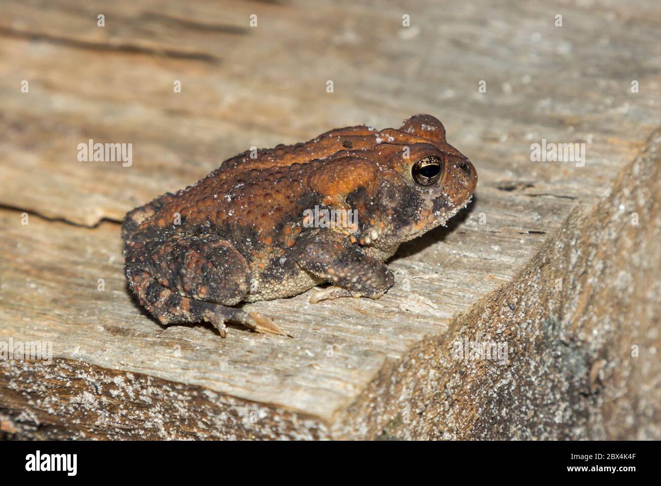 Southern Toad (Bufo terrestris) in Okefenokee Swamp, Charlton County ...