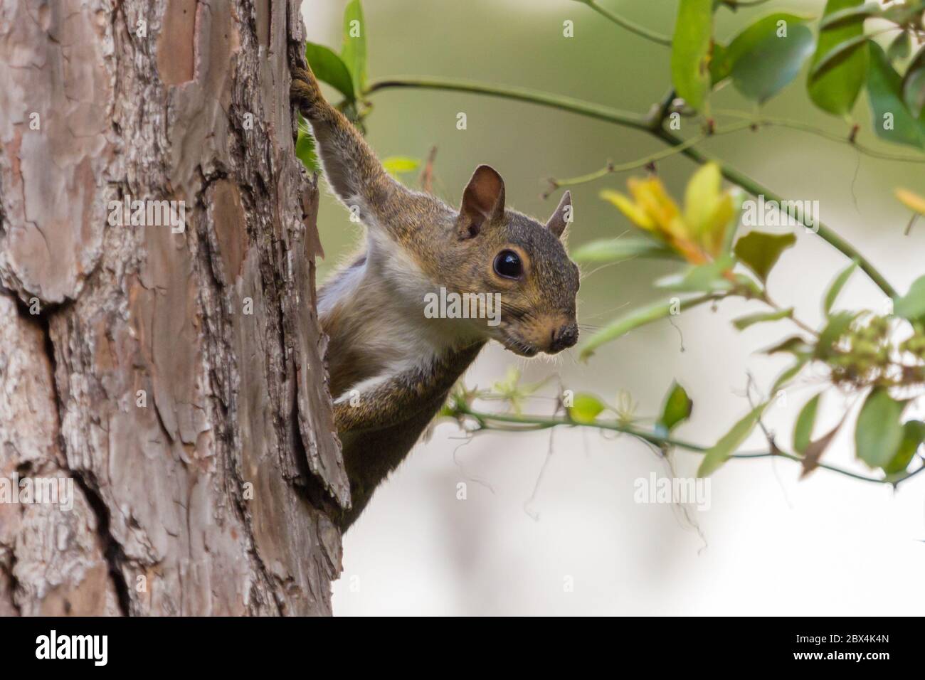 Georgia eastern gray squirrel hi-res stock photography and images - Alamy