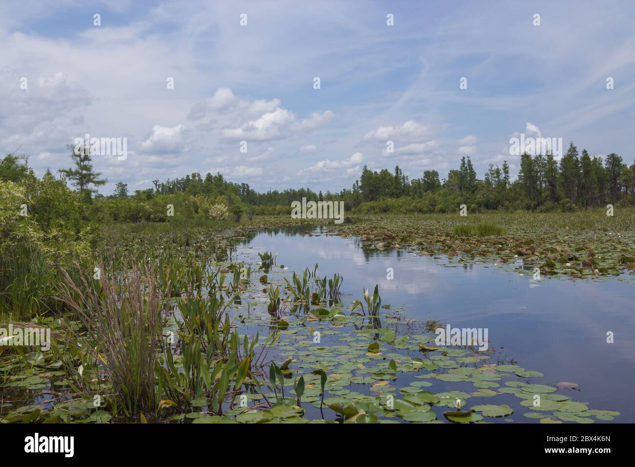 Okefenokee Swamp Landscape High Resolution Stock Photography and Images ...