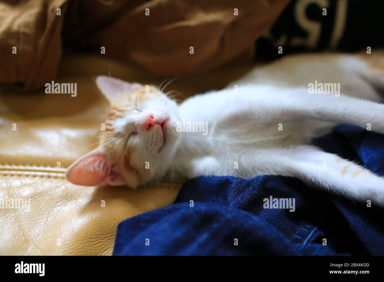 small cat sleeping, catnap Stock Photo - Alamy