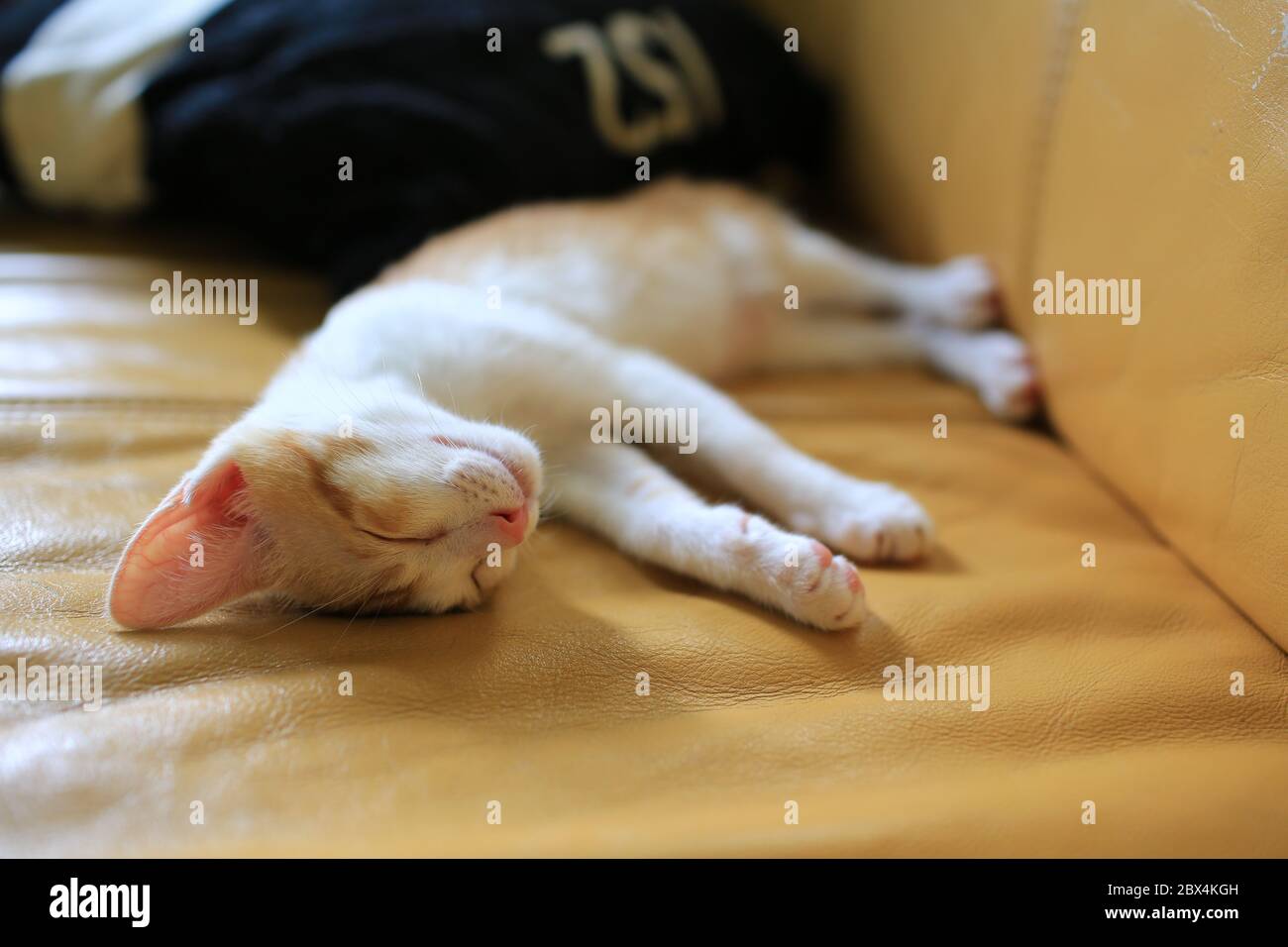 small cat sleeping, catnap Stock Photo - Alamy