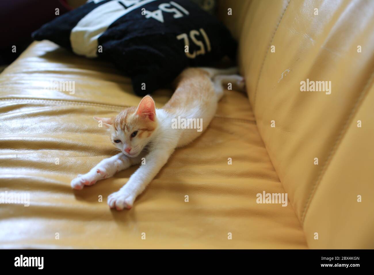 ginger cat watching cute Stock Photo - Alamy