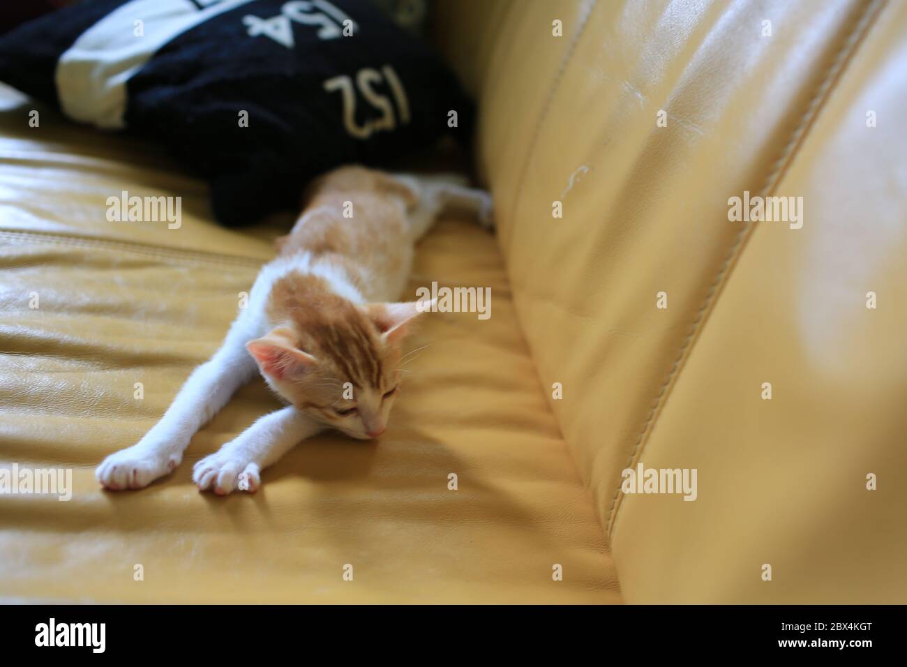 small cat sleeping, catnap Stock Photo - Alamy