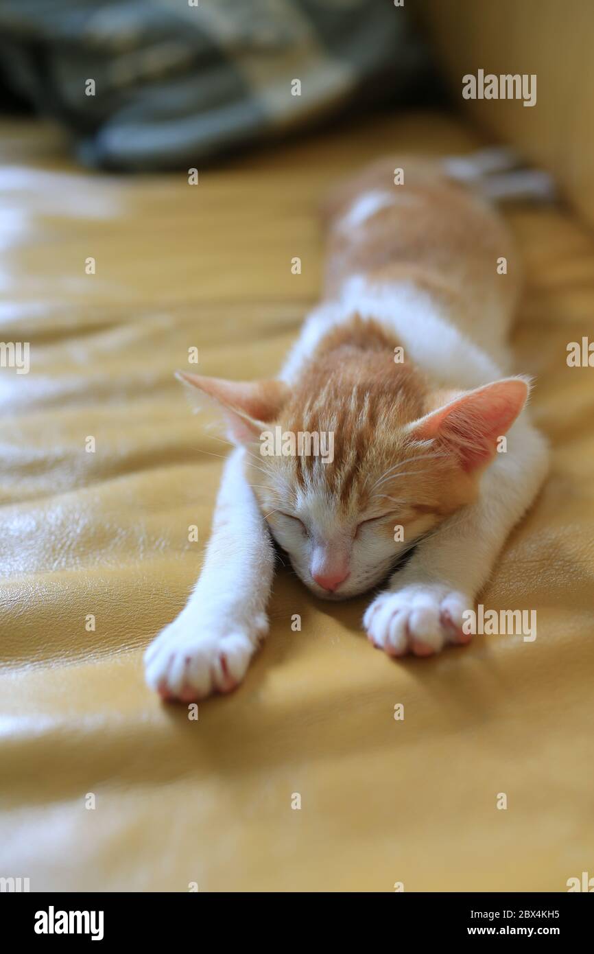 small cat sleeping, catnap Stock Photo - Alamy