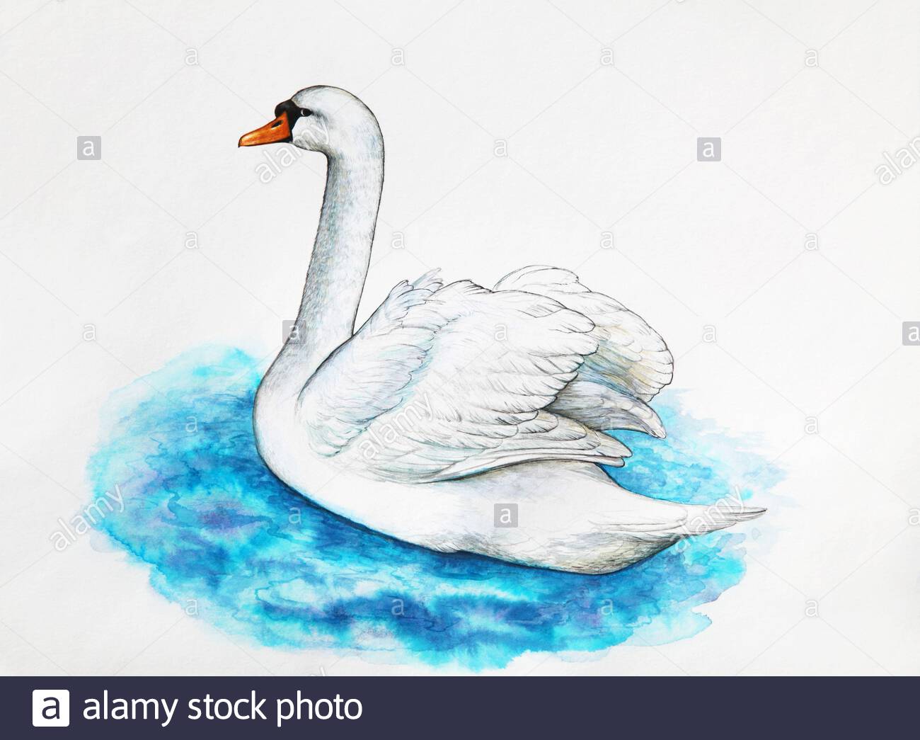 Swan Drawing High Resolution Stock Photography and Images - Alamy