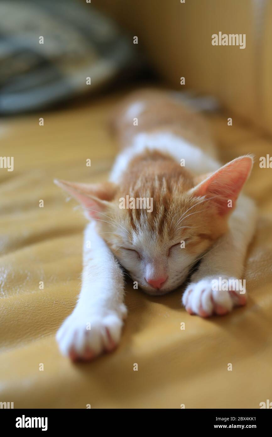 small cat sleeping, catnap Stock Photo - Alamy