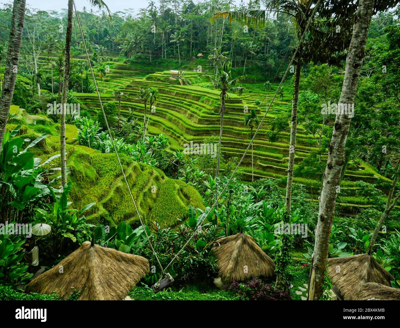beautiful scenic view of rice terrace in Southeast Asia , the ...