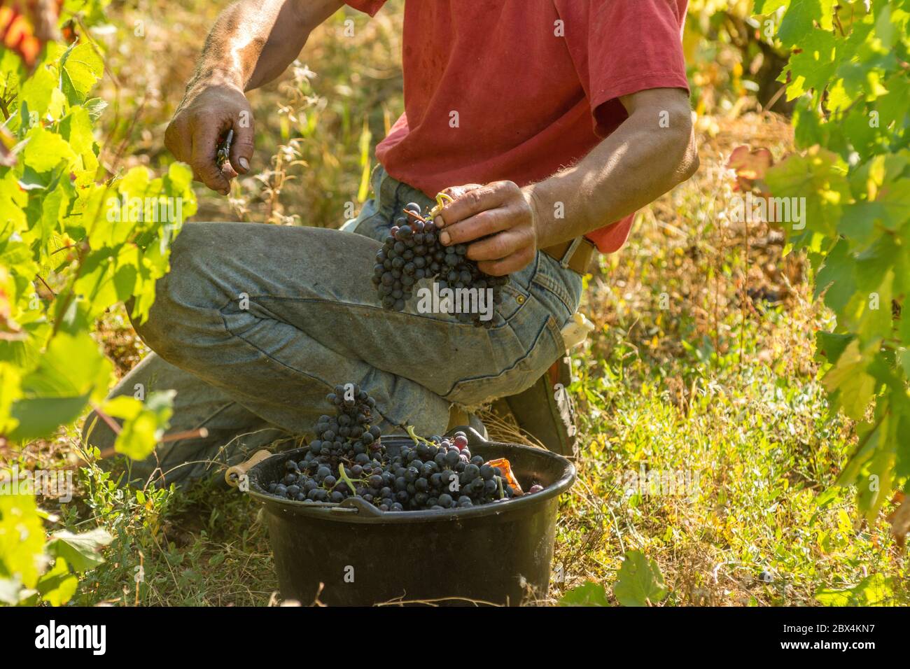 Grape harvesting hi-res stock photography and images - Alamy