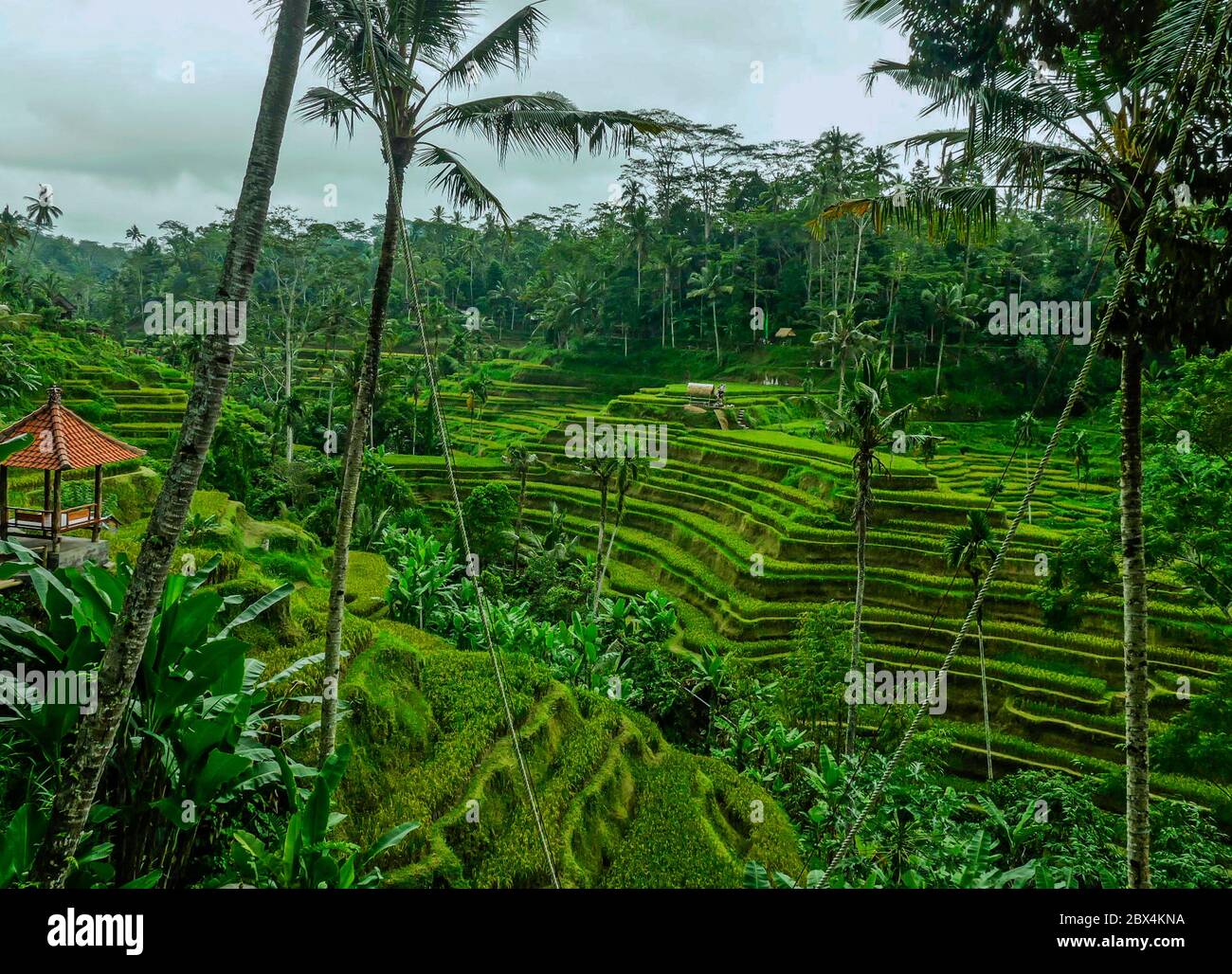 beautiful scenic view of rice terrace in Southeast Asia , the ...