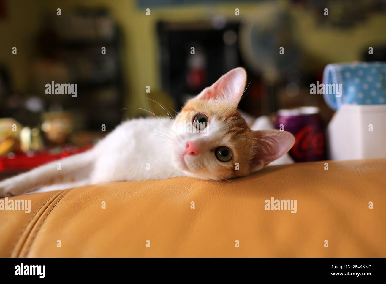 Ginger baby cat hi-res stock photography and images - Alamy