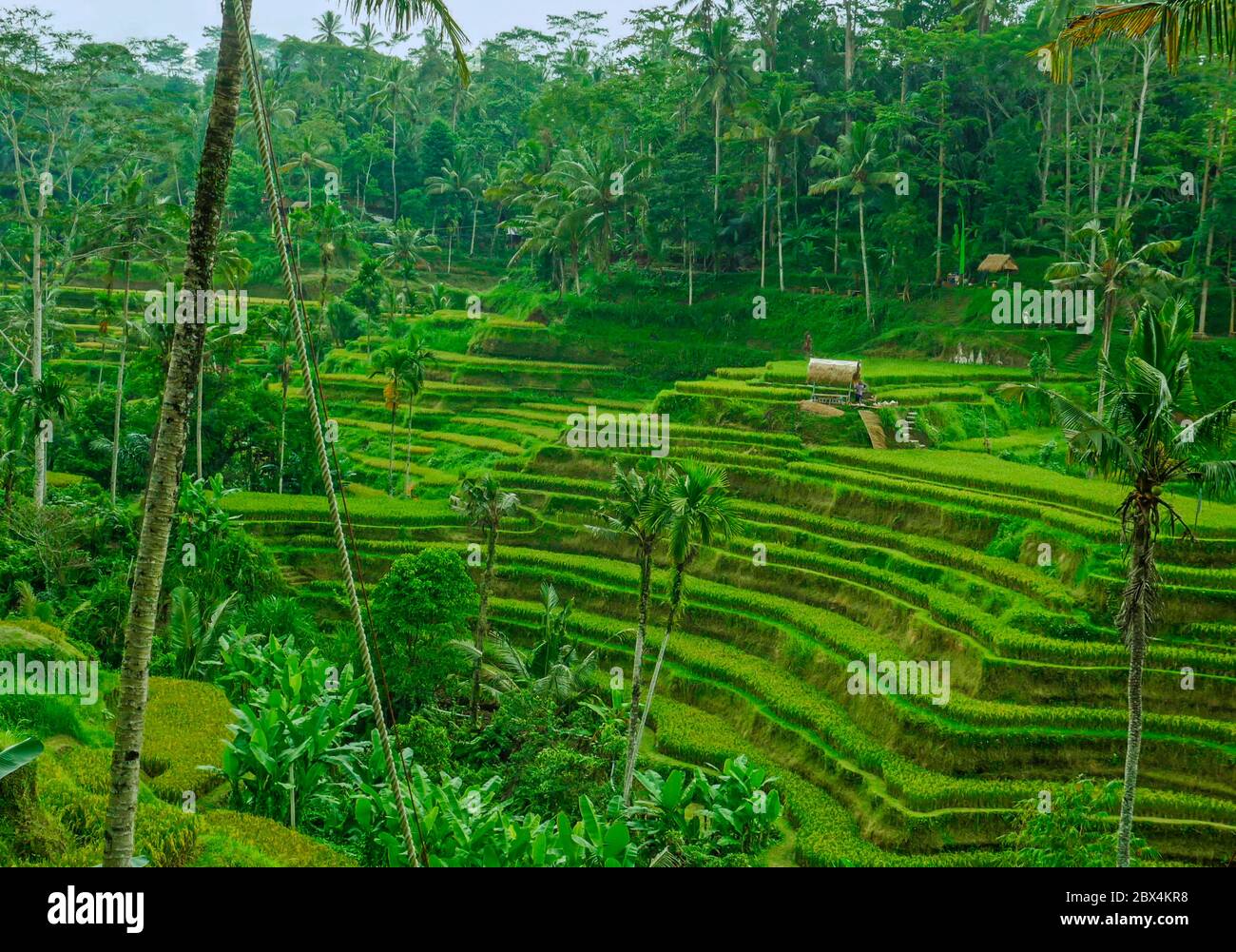 beautiful scenic view of rice terrace in Southeast Asia , the ...