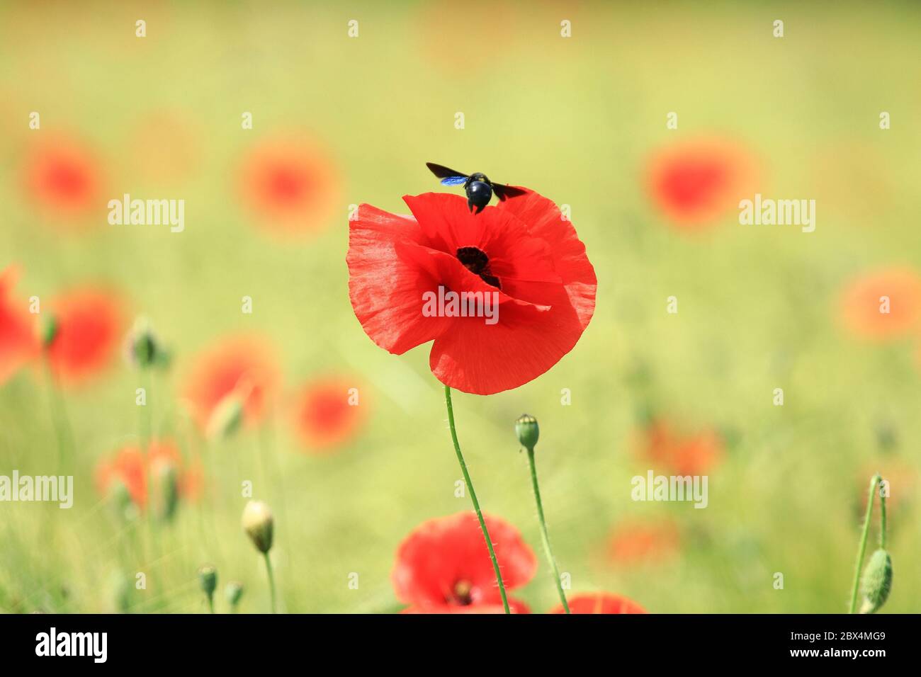 Natural pollination hi-res stock photography and images - Alamy