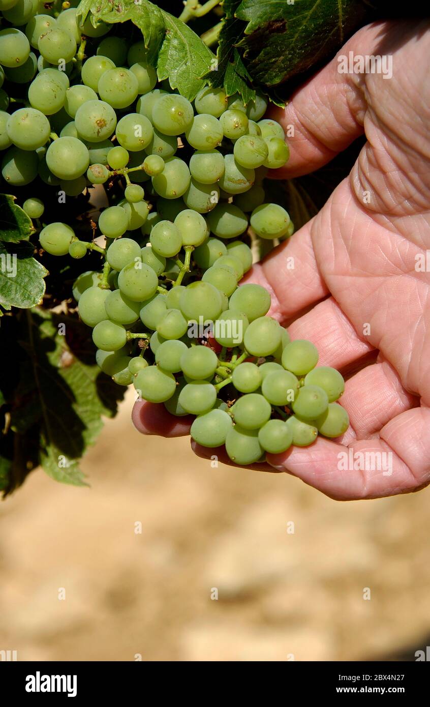 Man holding bunch of grapes hi-res stock photography and images - Alamy