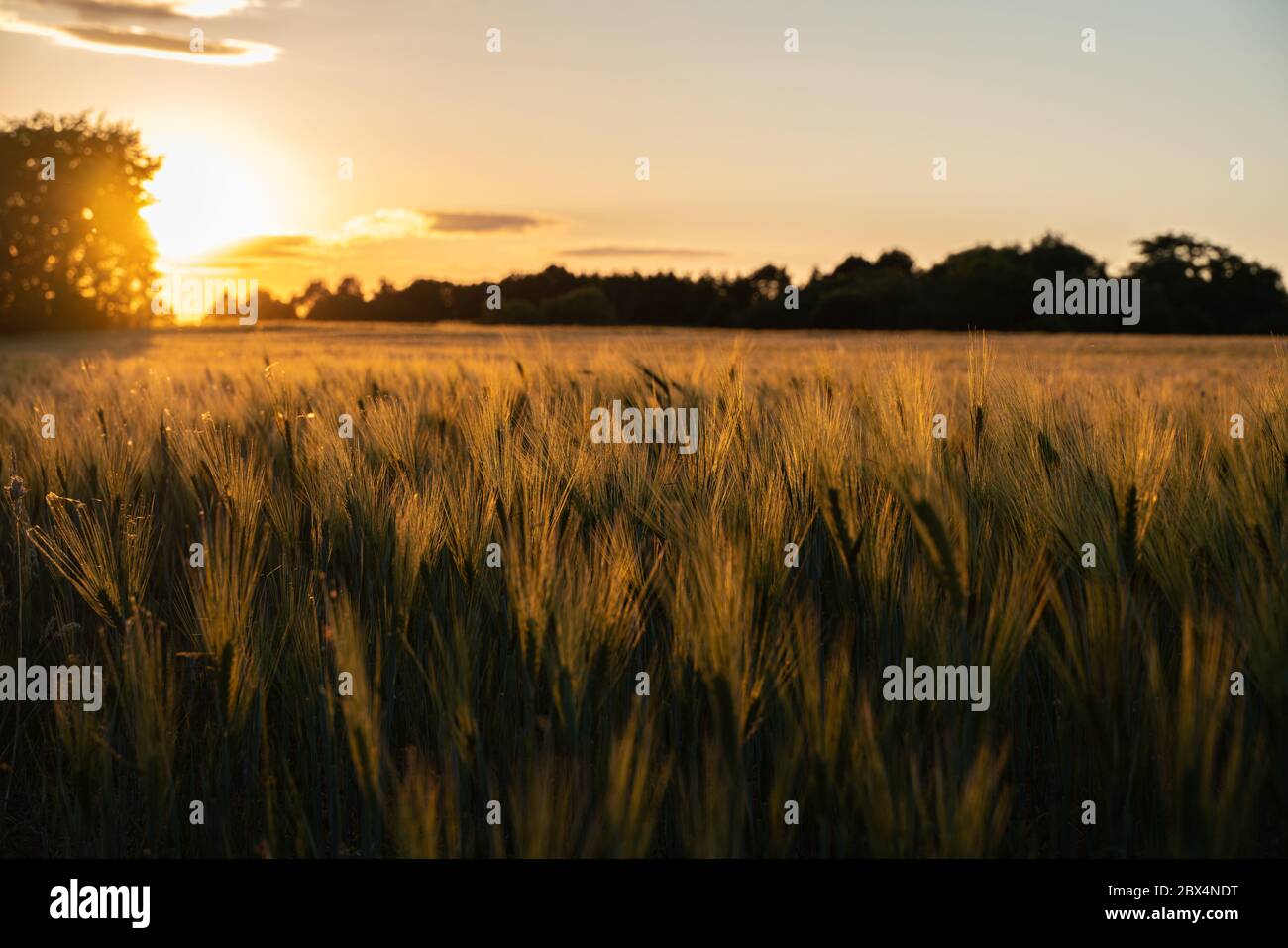 Golden sunset between trees on the edge of a rye field from a low ...
