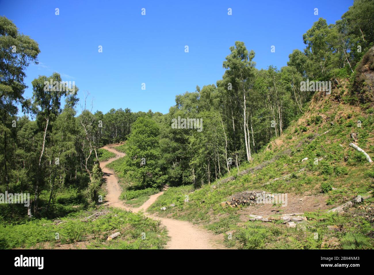 Footpath through ridings created on Kinver edge, Staffordshire, England ...