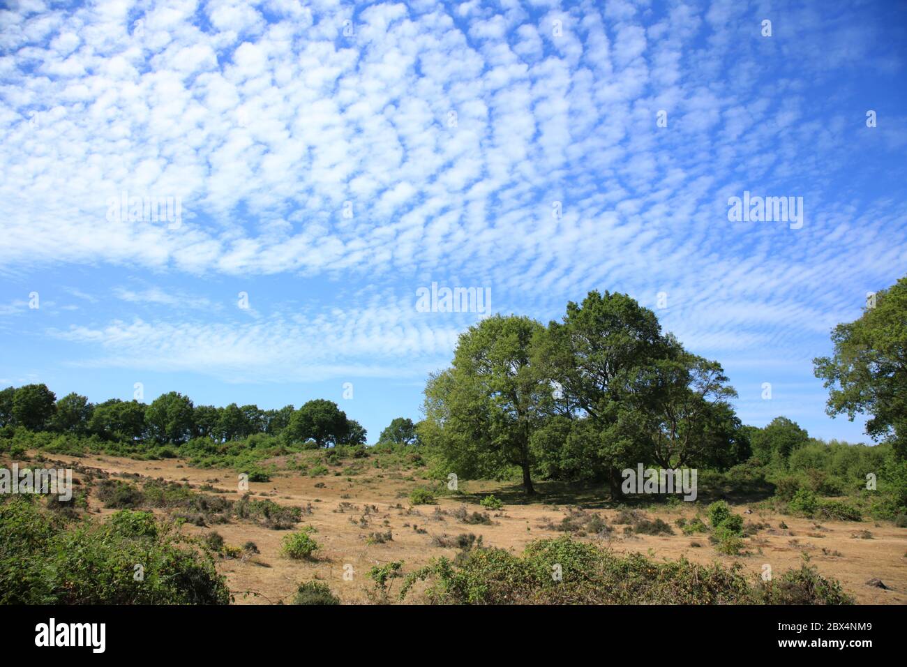Restored heathland on Kinver edge, Staffordshire, England, UK Stock ...