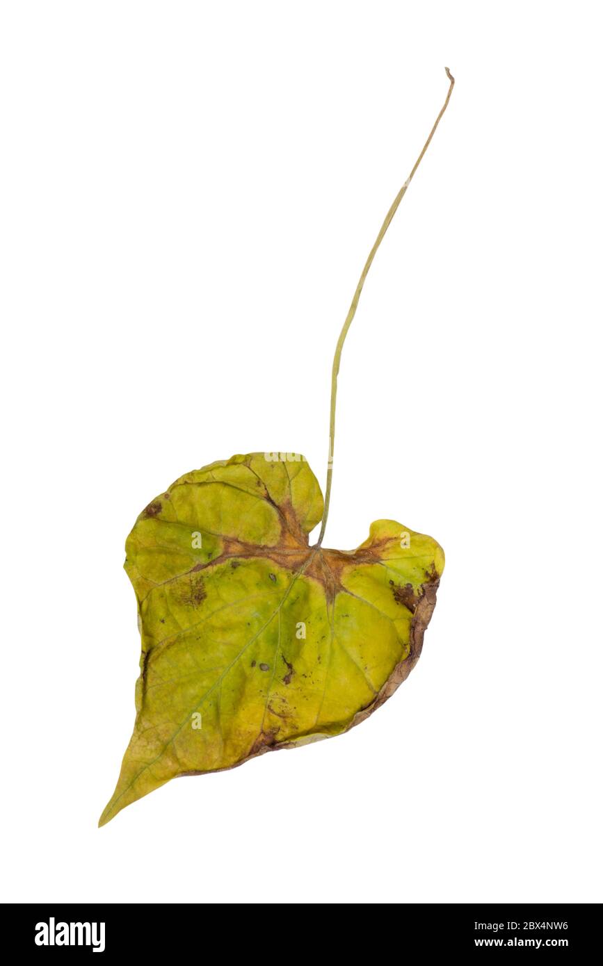 One wilted leaf isolated on white background Stock Photo - Alamy