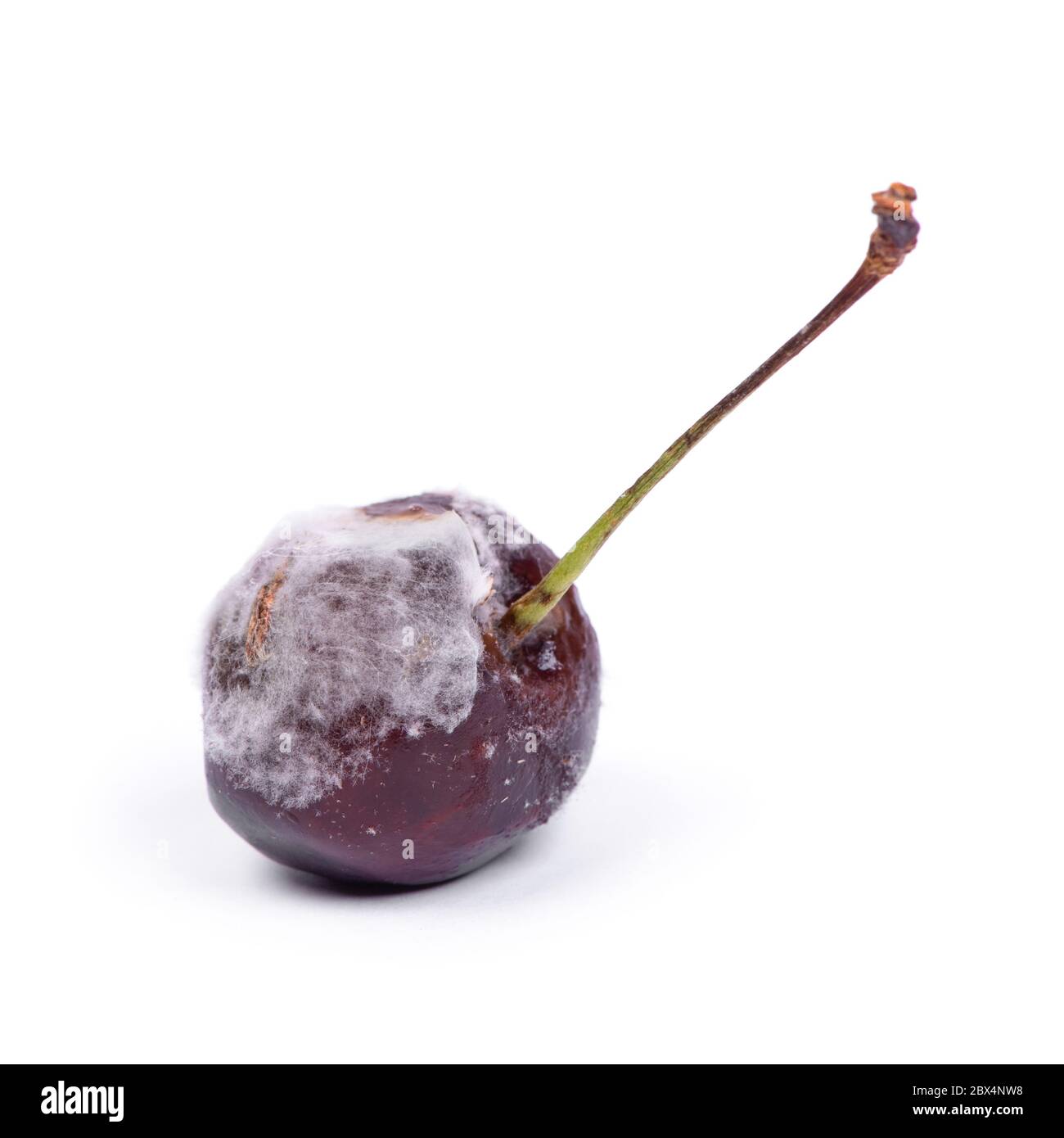 Rotten cherry isolated over white background Stock Photo - Alamy