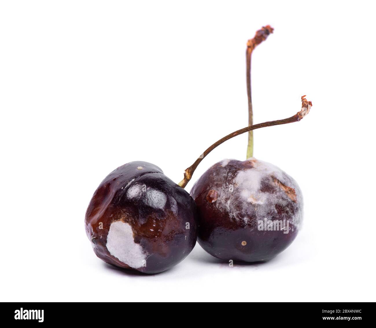 Rotten cherry isolated on white background Stock Photo - Alamy