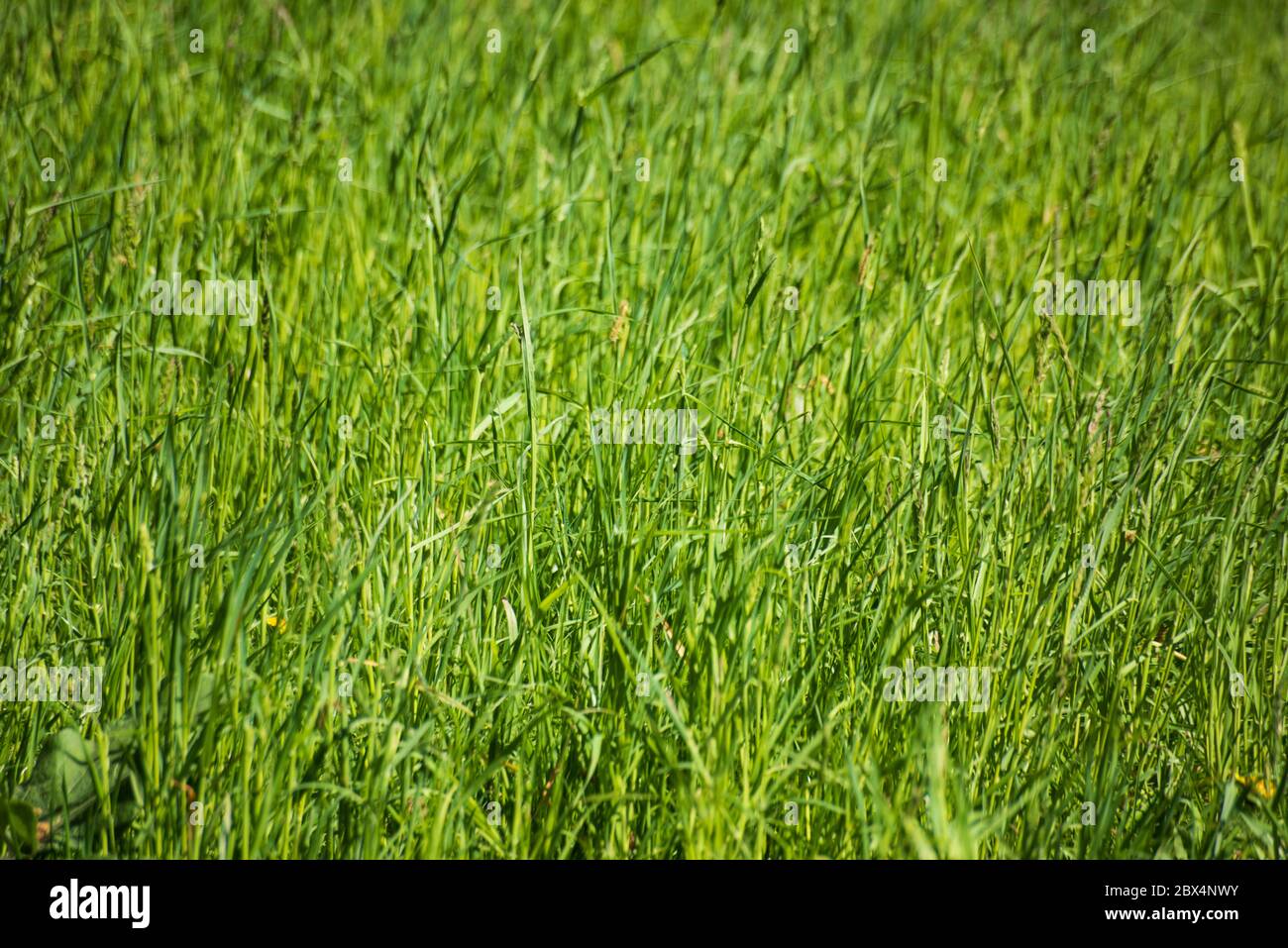 Side view of long green grass outdoors Stock Photo - Alamy