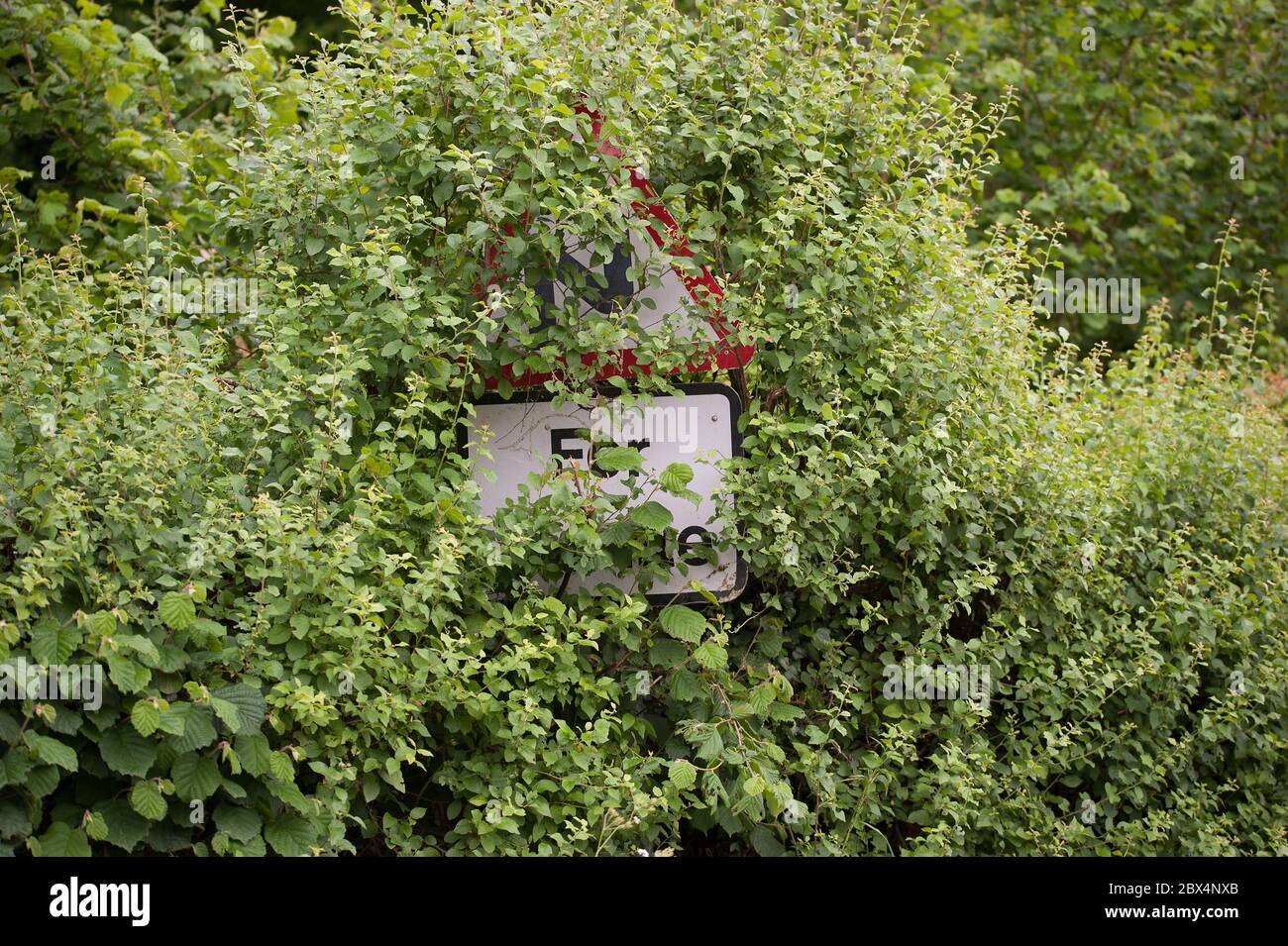 Overgrown road signs hi-res stock photography and images - Alamy