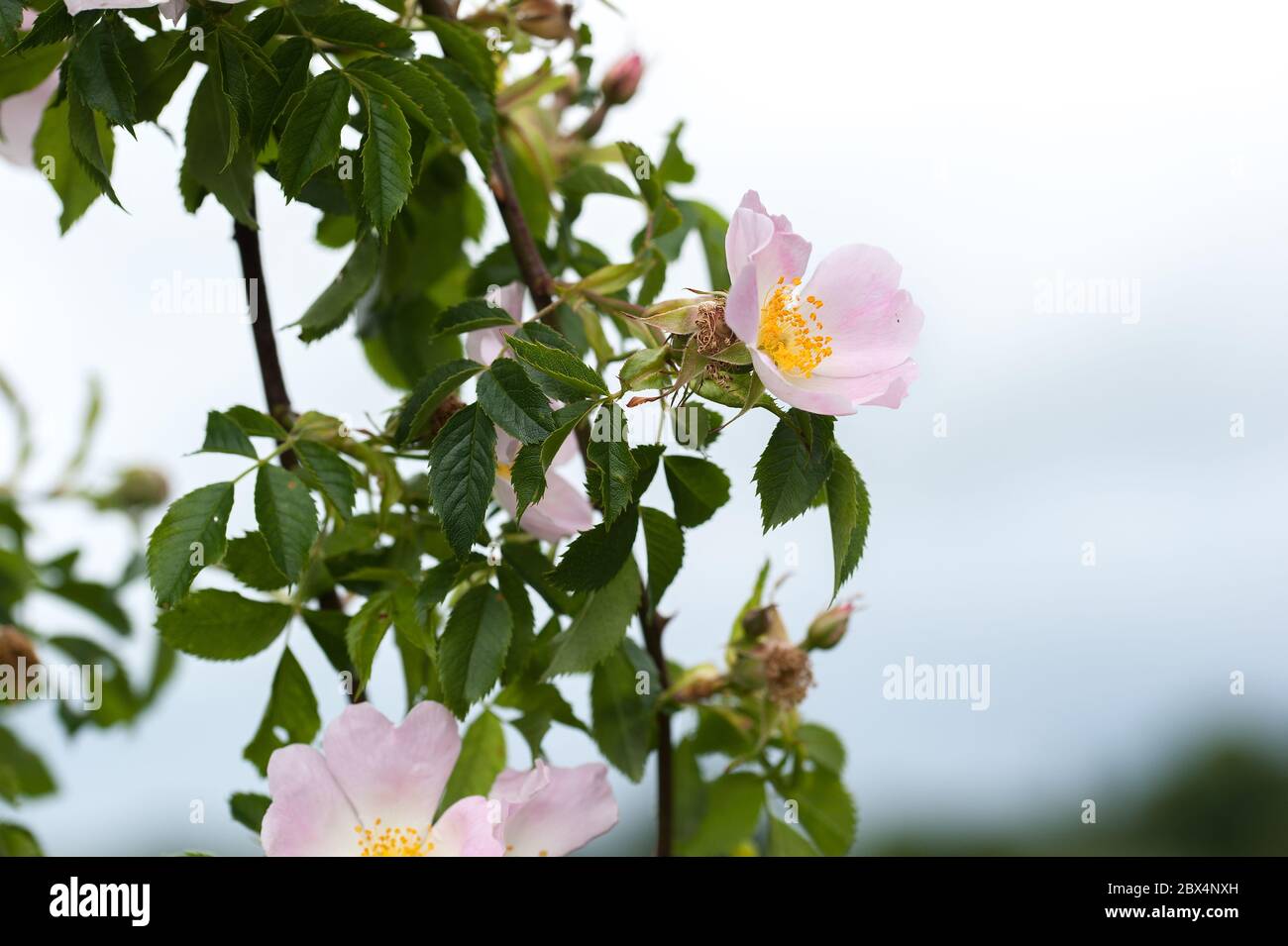 Close up of hawthorn Stock Photo - Alamy
