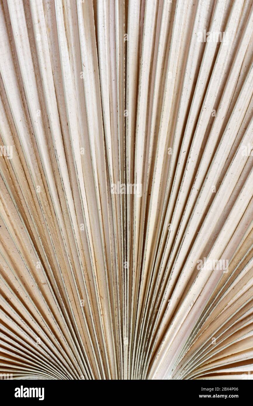 Abstract texture background with close up of dried natural palm tree ...