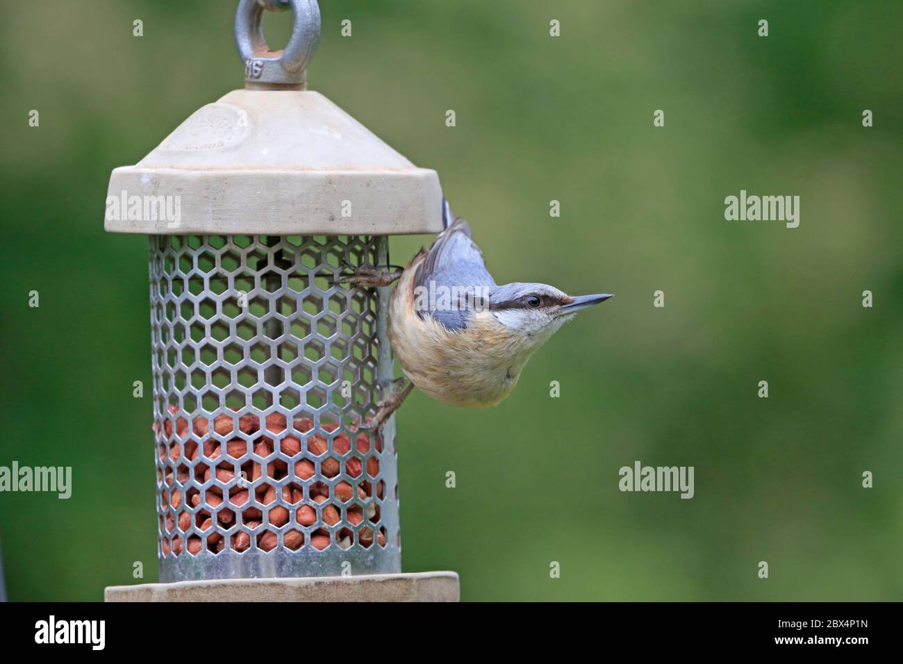 Nuthatch on bird feeder hi-res stock photography and images - Alamy