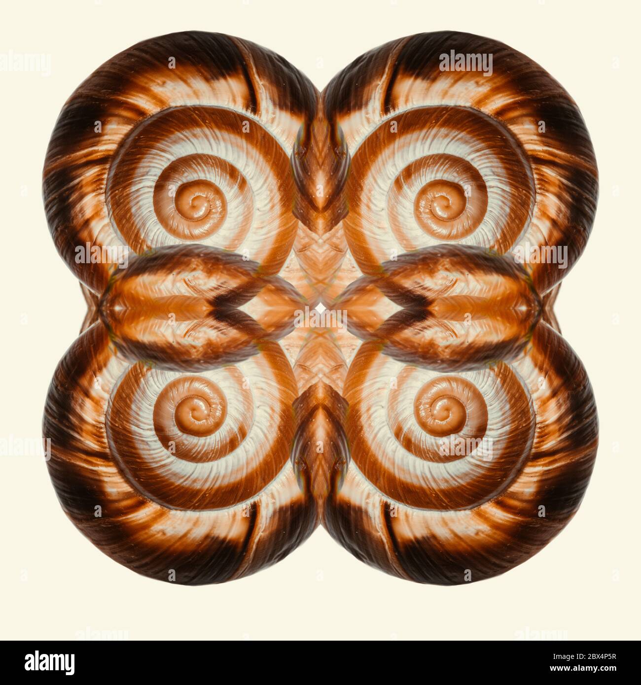 Abstract surreal snail shell pattern in beige color. Geometric shell ...