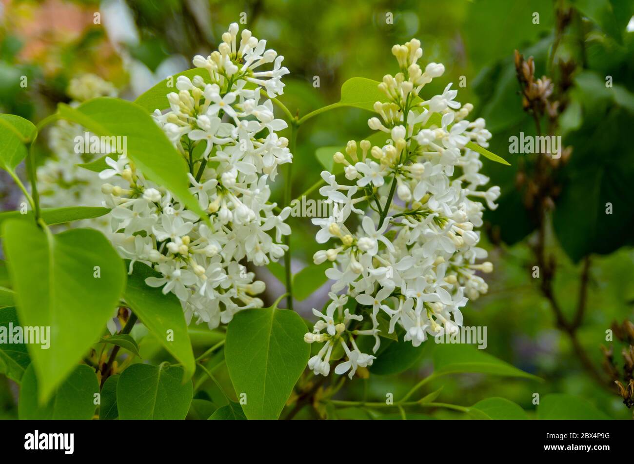 White color to lilac hi-res stock photography and images - Alamy