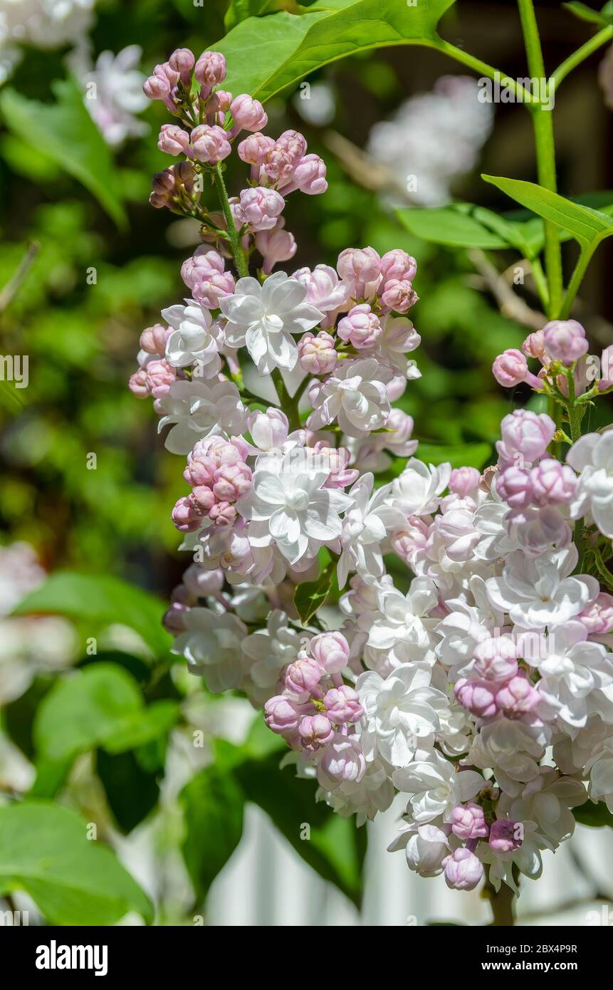 Close up macro lilac hi-res stock photography and images - Alamy