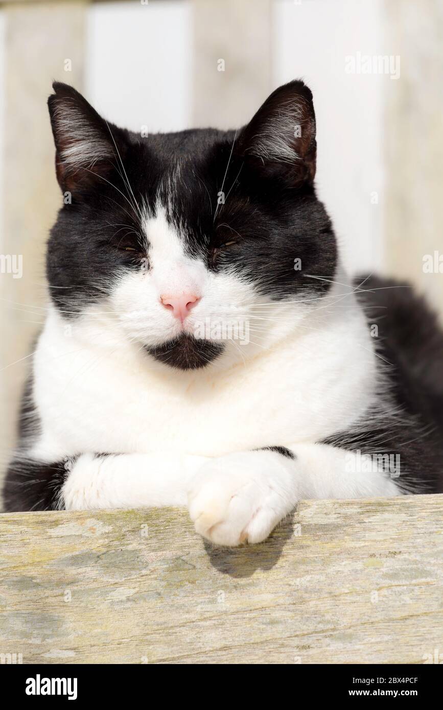 Portrait of black and white cat Stock Photo - Alamy