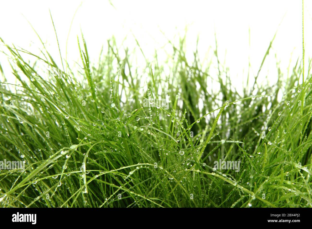 spring wet and fresh green grass background Stock Photo - Alamy