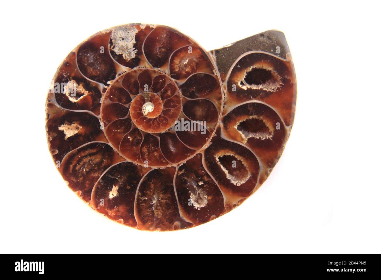 brown amonite skeleton isolated on the white background Stock Photo - Alamy