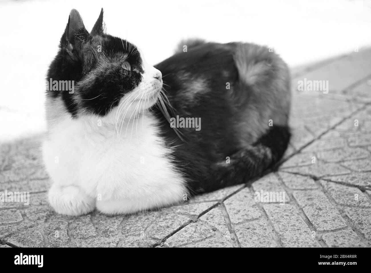 Cute cat rest in courtyard on the stone floor. Maneki neko kitty. Bw photo Stock Photo - Alamy