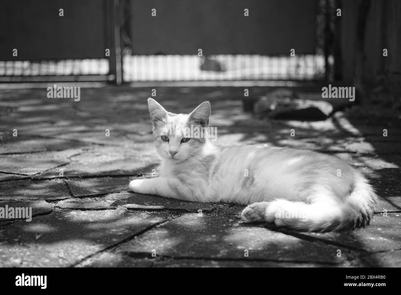 Cute cat rest in courtyard on the stone floor. Bw photo Stock Photo - Alamy