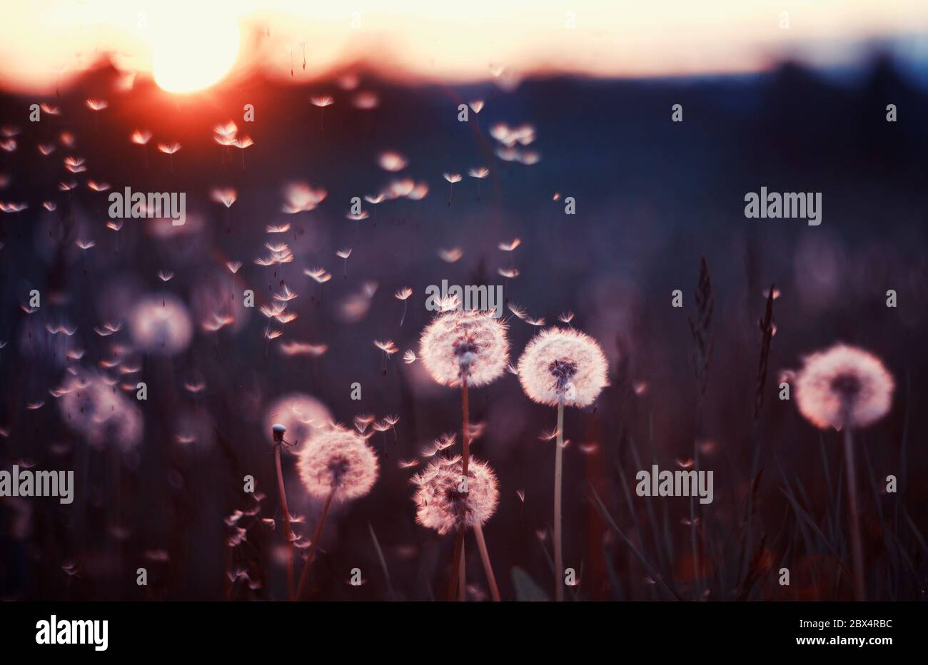 Fluffy round flowers hi-res stock photography and images - Alamy