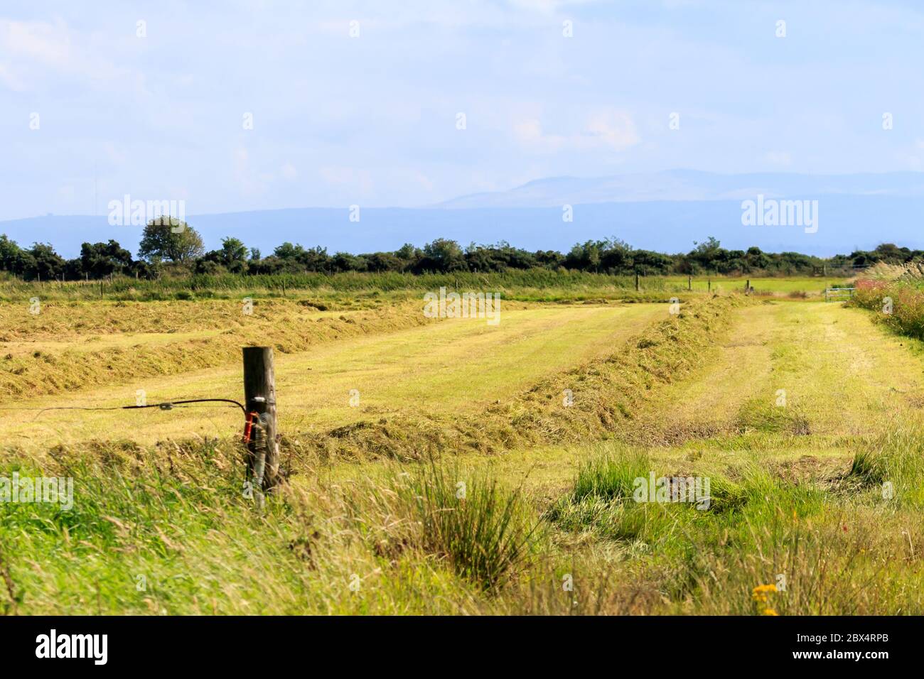 Wind rowed grass ready for collection Stock Photo - Alamy