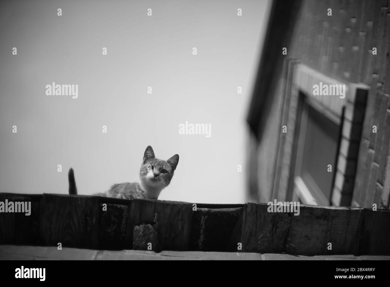 Cute gray cat photo Black and White Stock Photos & Images - Alamy