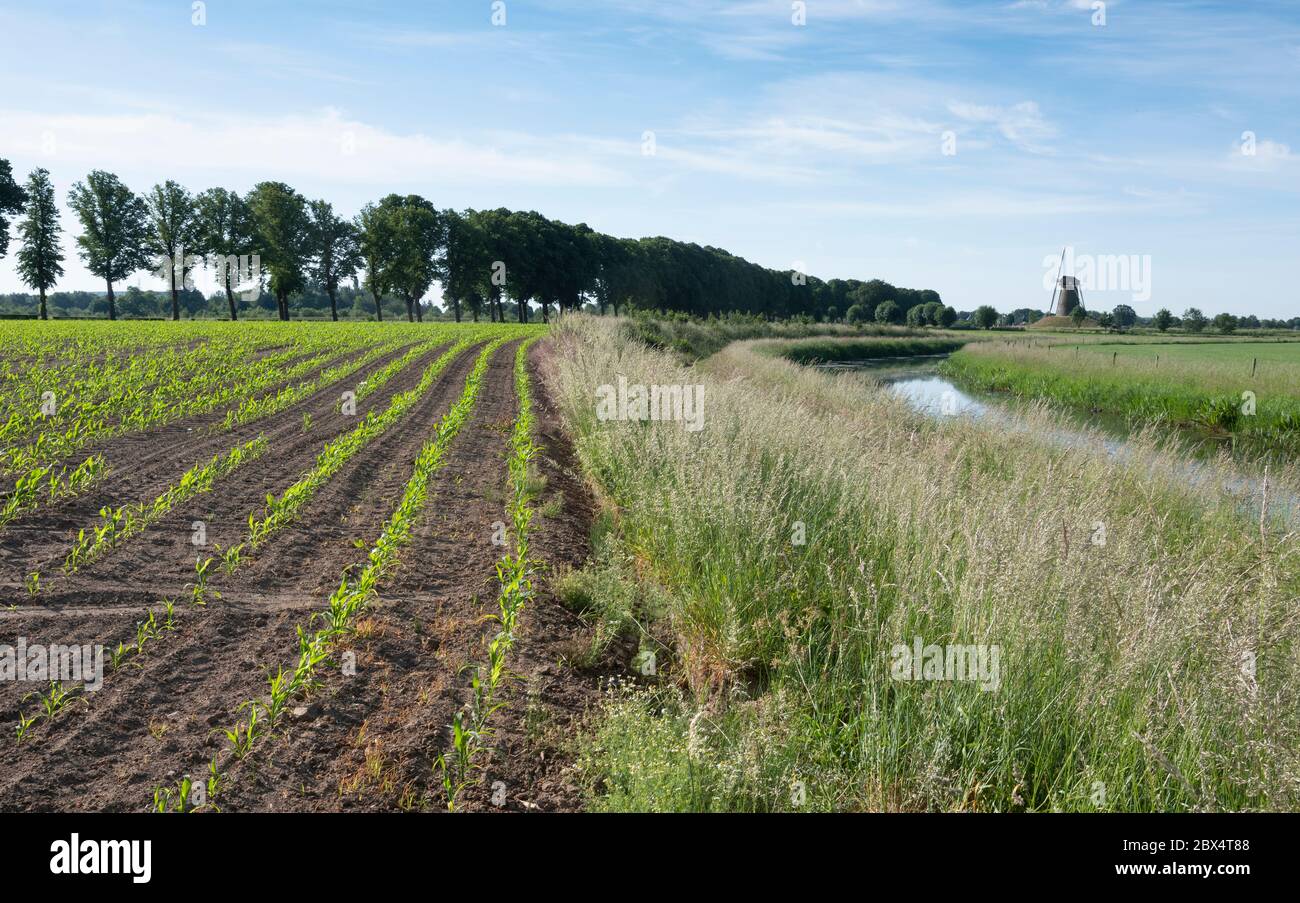 Bronkhorst hi-res stock photography and images - Alamy