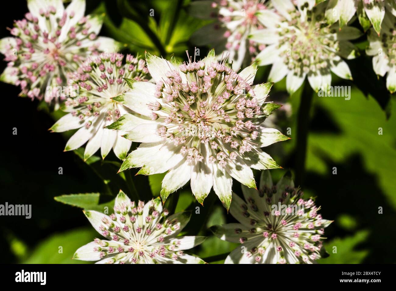 Astrantia hi-res stock photography and images - Alamy