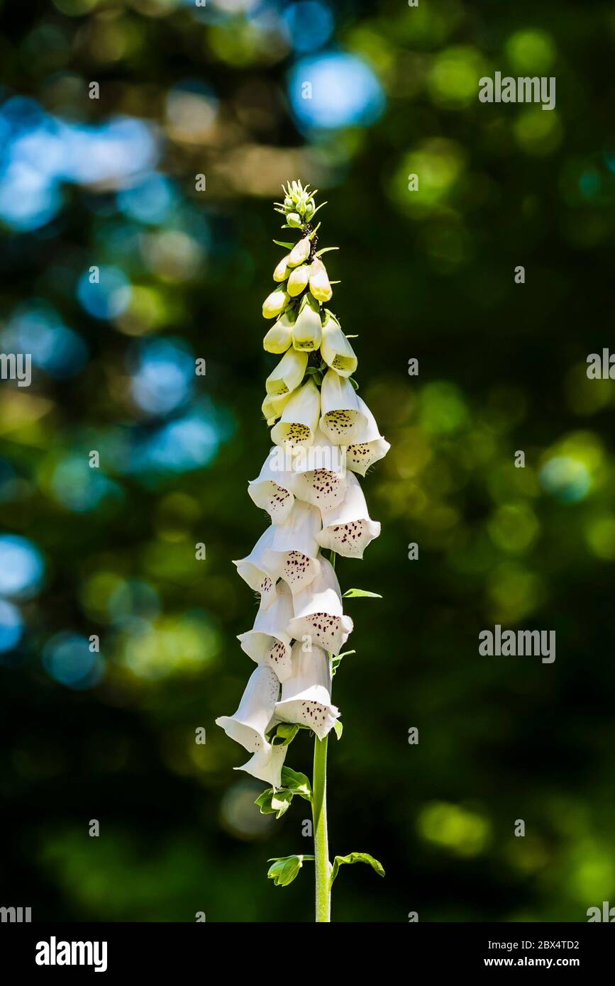 Outside close-up of a Digitalis purpurea 'Pam's Choice' (Foxglove ...