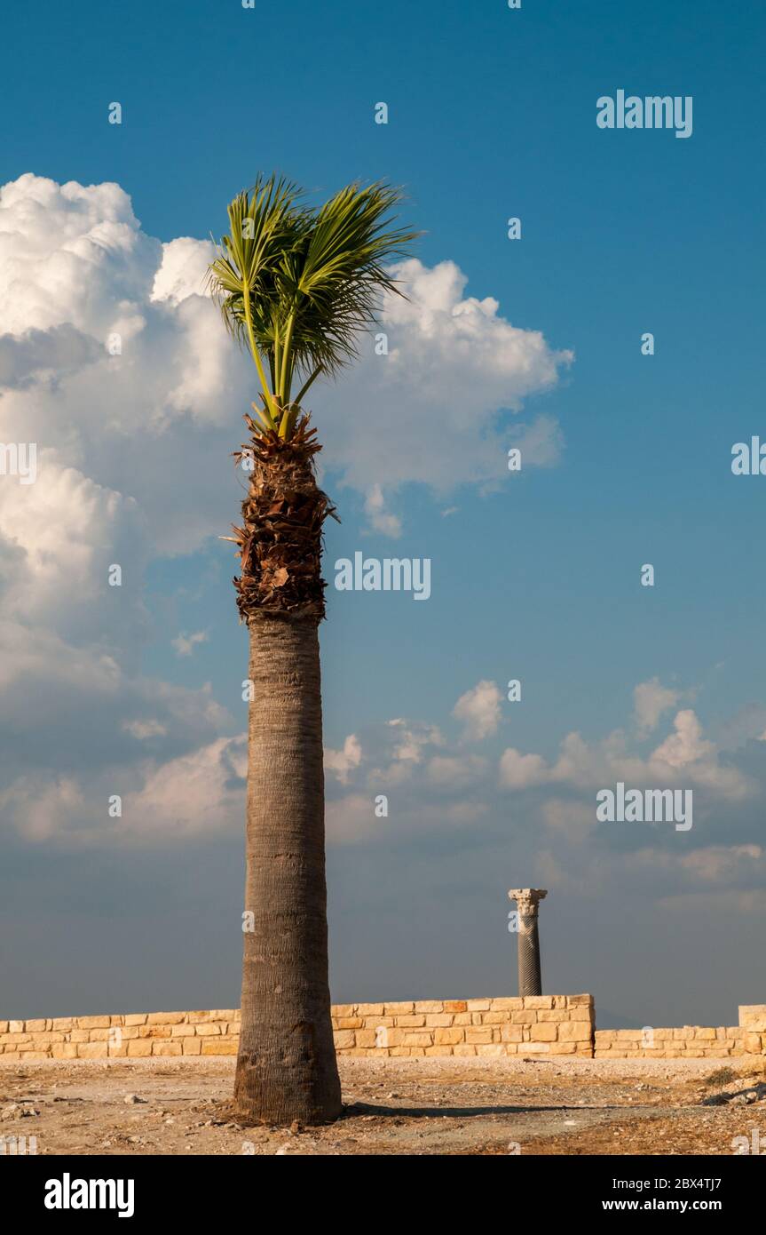 A single palm tree and column in the ancient archeological site of ...