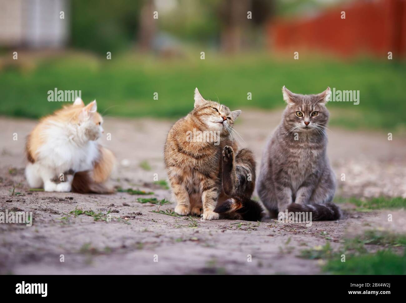 three different cats sit on the path in the garden on a spring day ...