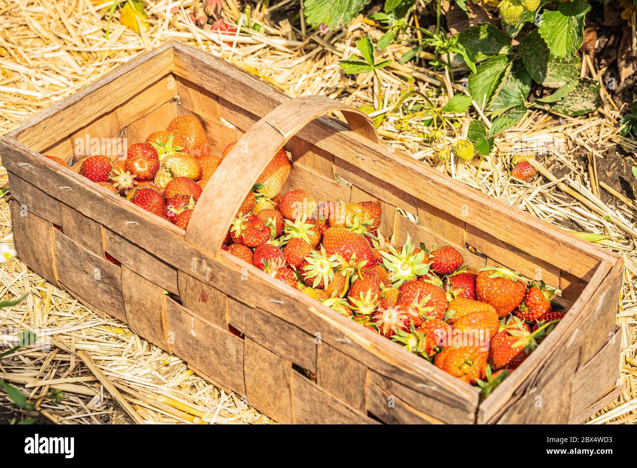 Leipzig plantation hi-res stock photography and images - Alamy