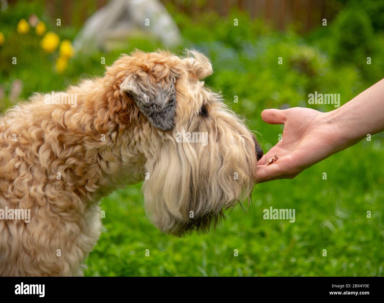 Receiving A Reward High Resolution Stock Photography and Images - Alamy